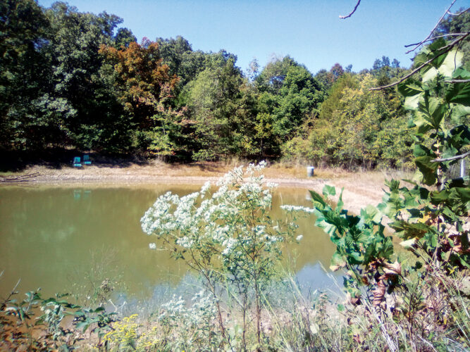 How to Raise Catfish at Home – Mother Earth News